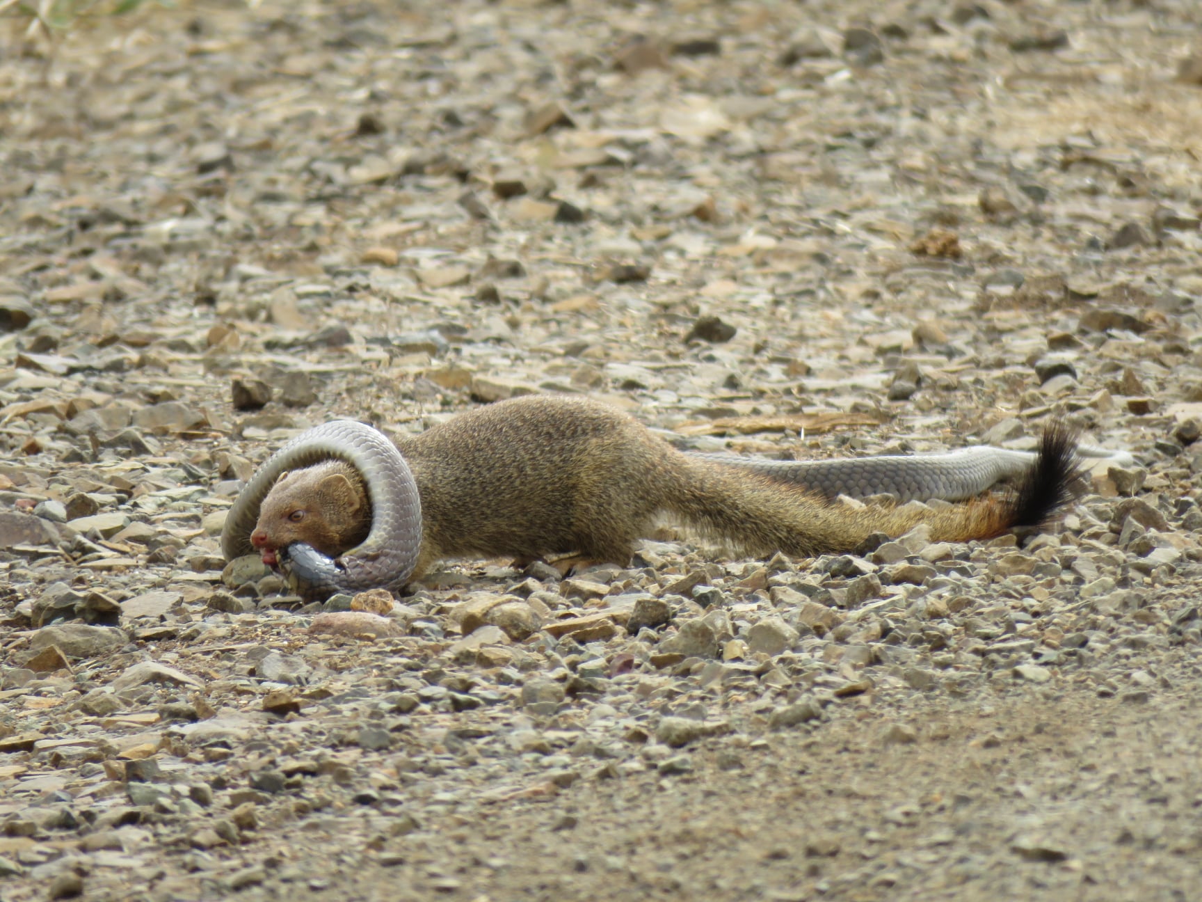 WATCH: Fearless slender mongoose takes out snouted cobra | The Citizen